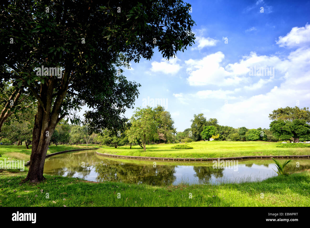 View of green trees in the park Stock Photo - Alamy