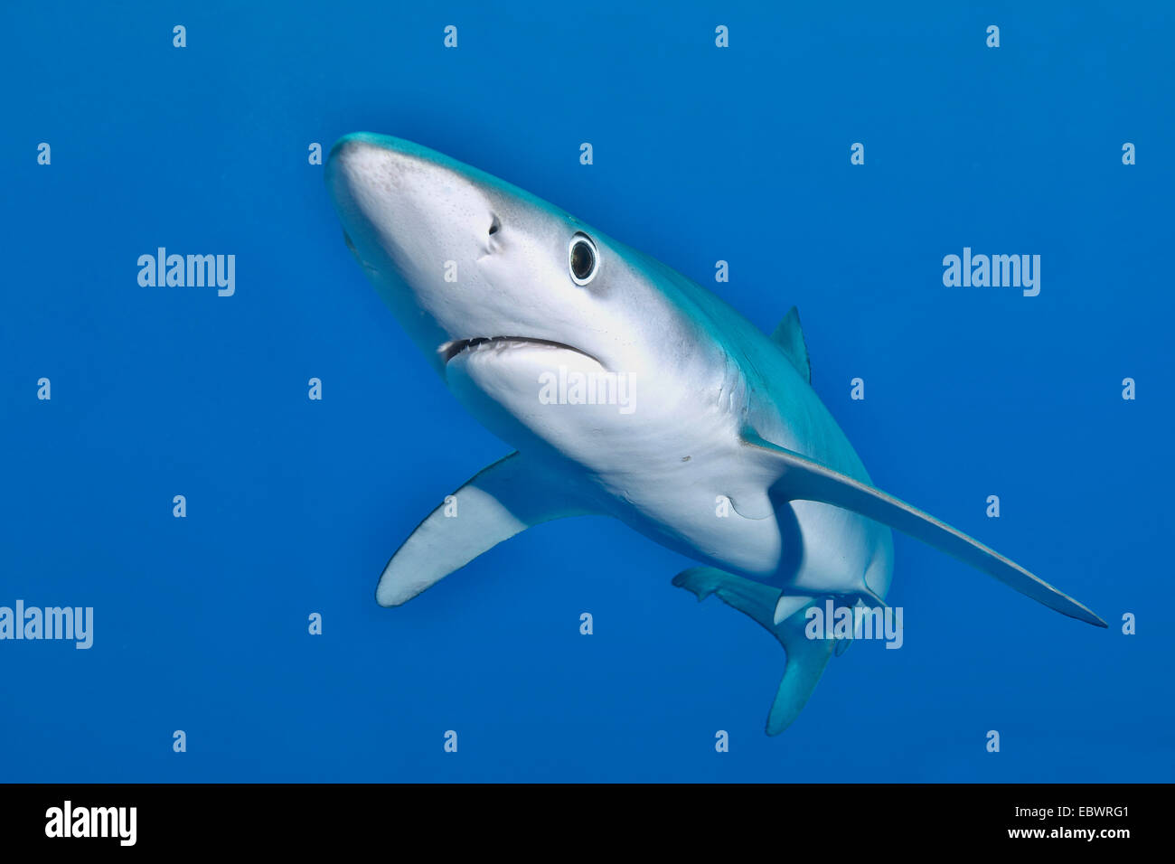 Blue shark (prionace glauca) hi-res stock photography and images - Alamy