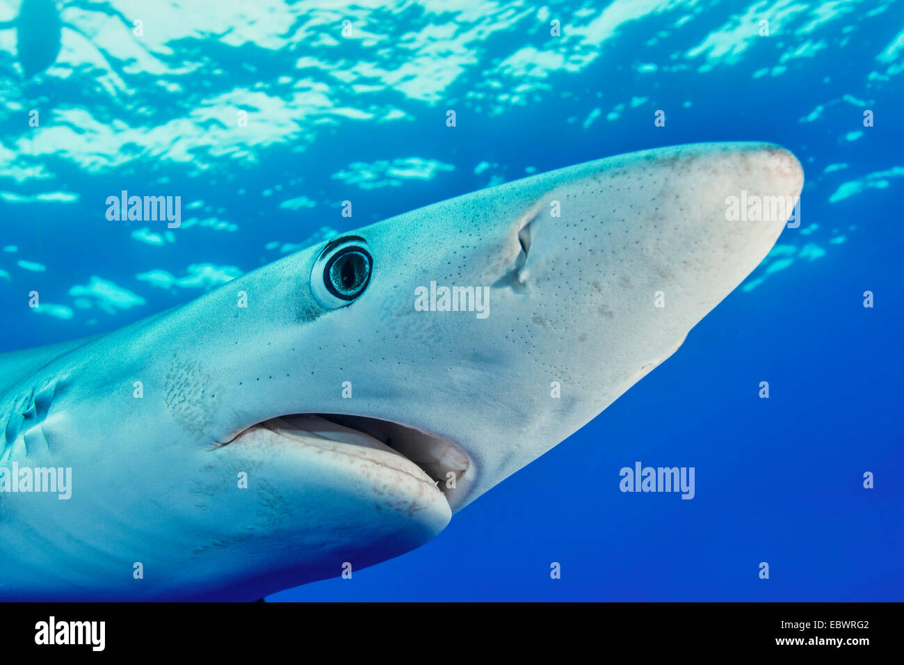 Portrait, blue shark (Prionace glauca), Azores, Portugal Stock Photo ...