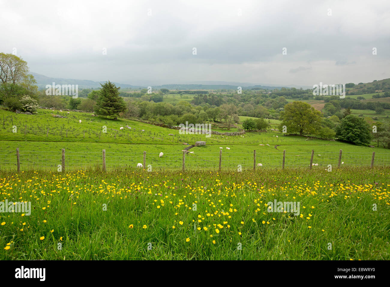 Welsh landscape in spring with sheep in emerald green fields, swathes ...
