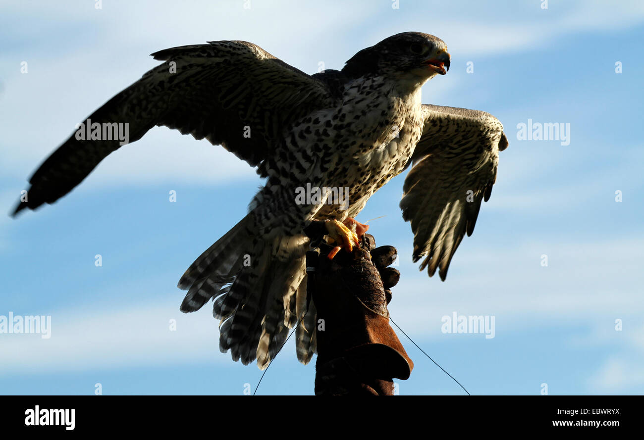 Gyr Saker falcon on a falconer's gloved hand. Falconry is an ancient ...