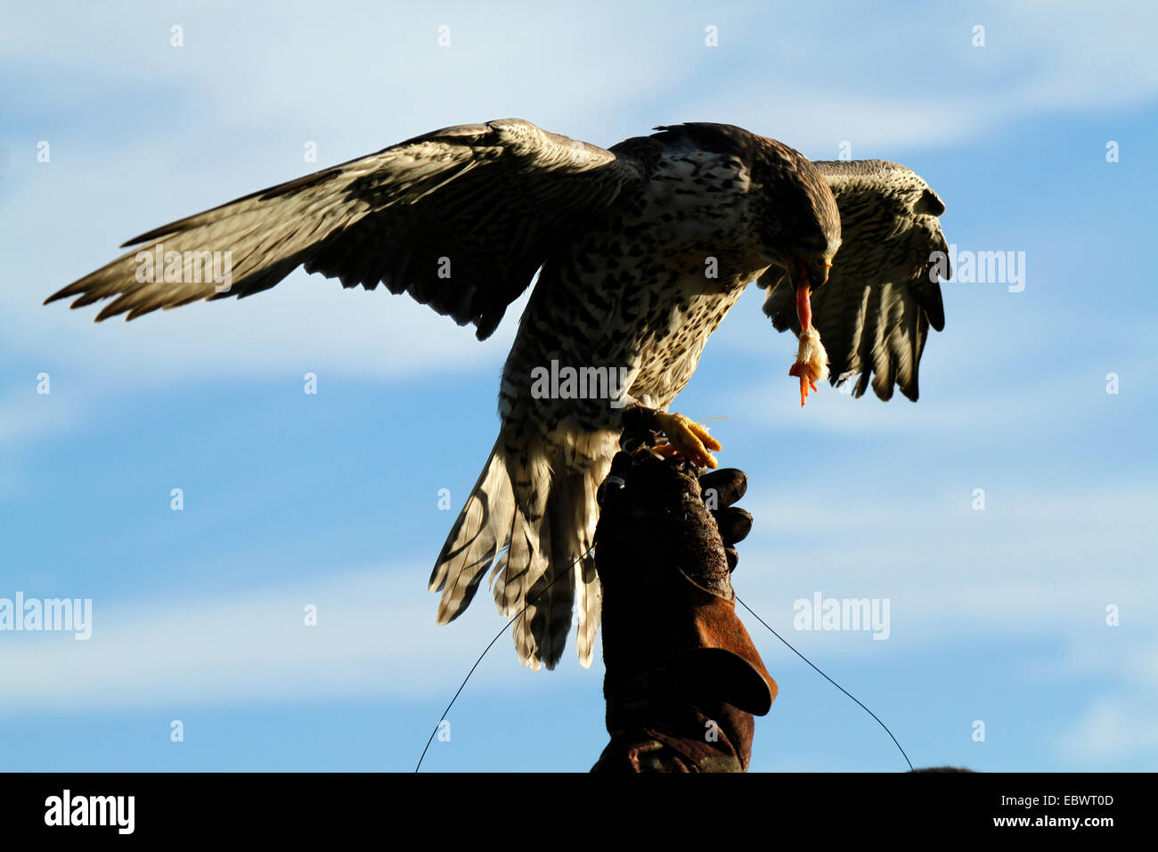 Gyr Saker falcon on a falconer's gloved hand eating a chick. Falconry ...