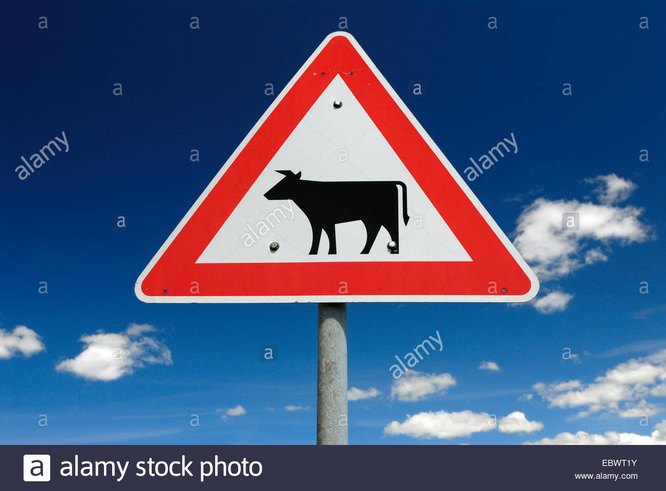 Cattle Crossing Warning Sign High Resolution Stock Photography and ...