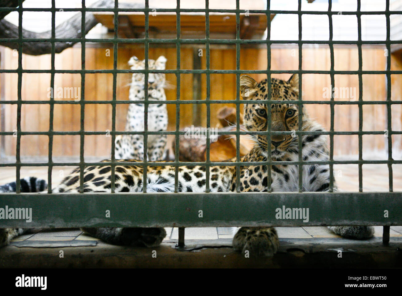 Leopard in cage hi-res stock photography and images - Alamy