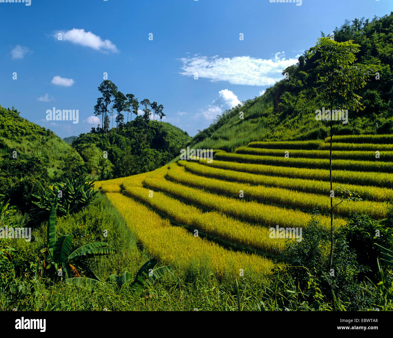 Rice fields, rice terraces, Chiang Rai, Chiang Rai Province, Northern ...