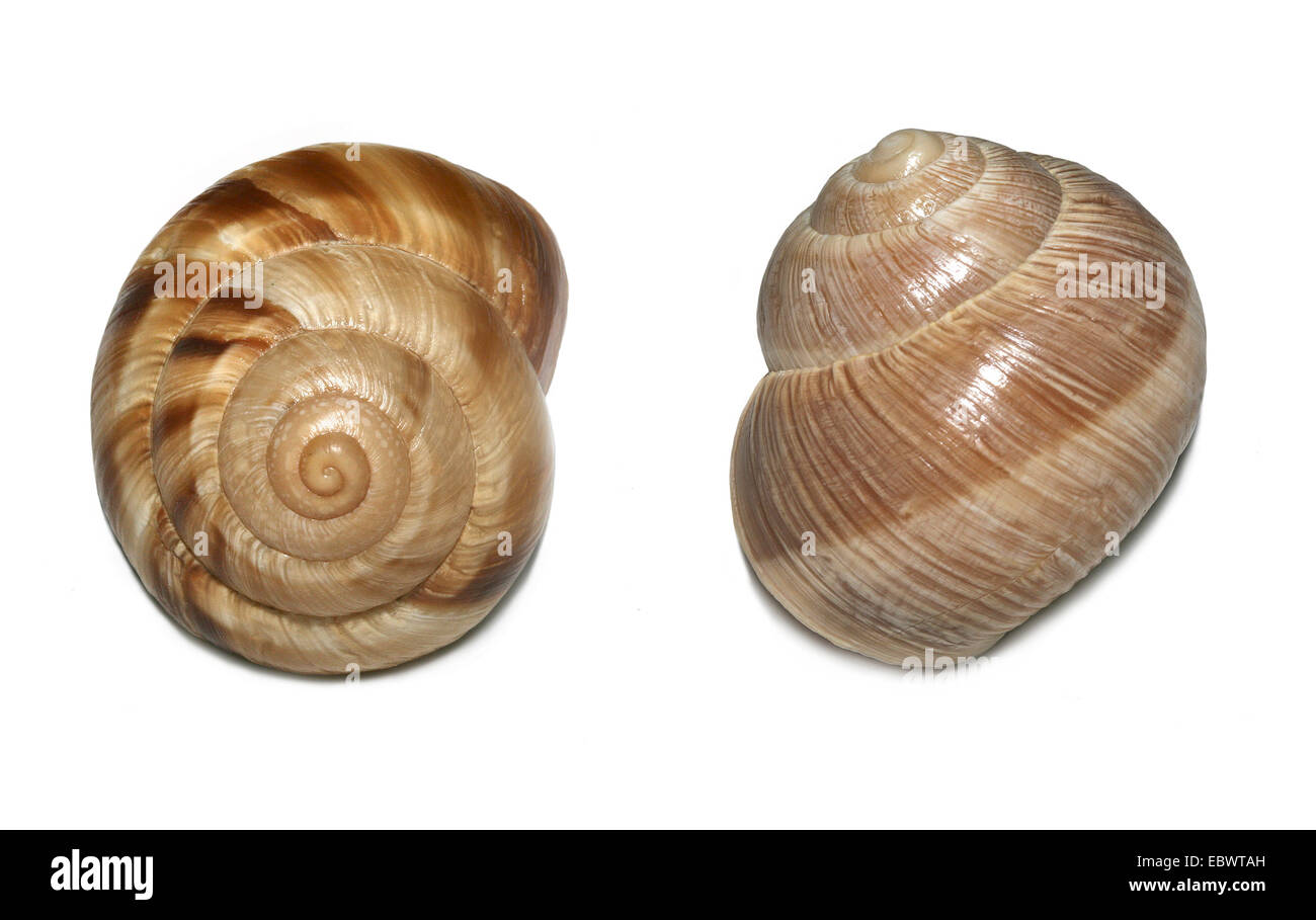 Empty shell of a Burgundy Snail, Edible Snail or Escargot (Helix ...