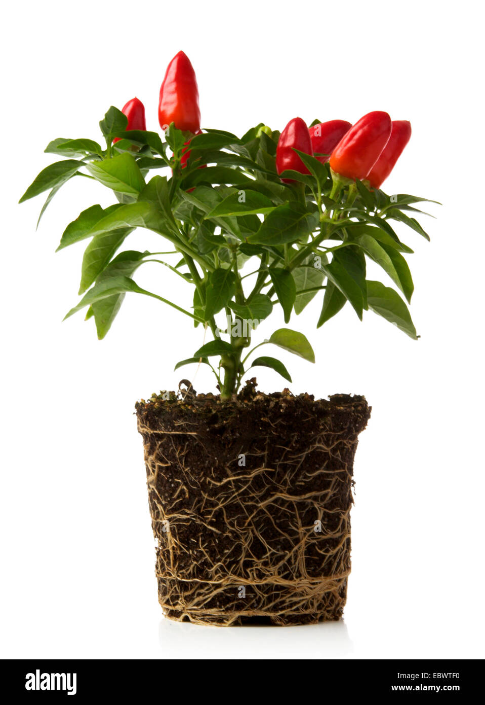 red pepper plant isolated over white background Stock Photo - Alamy