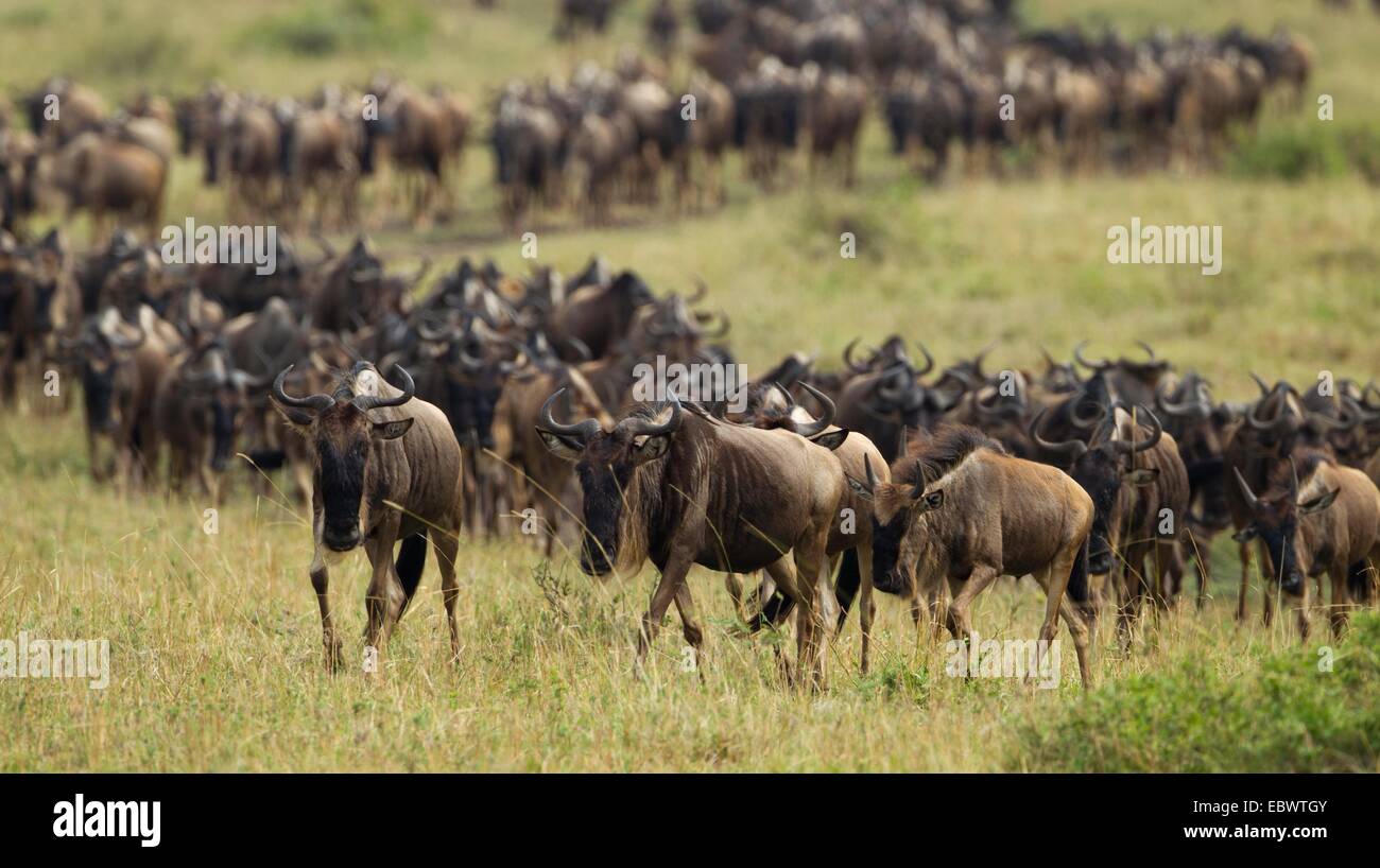 Wildebeest serengeti migration hi-res stock photography and images - Alamy