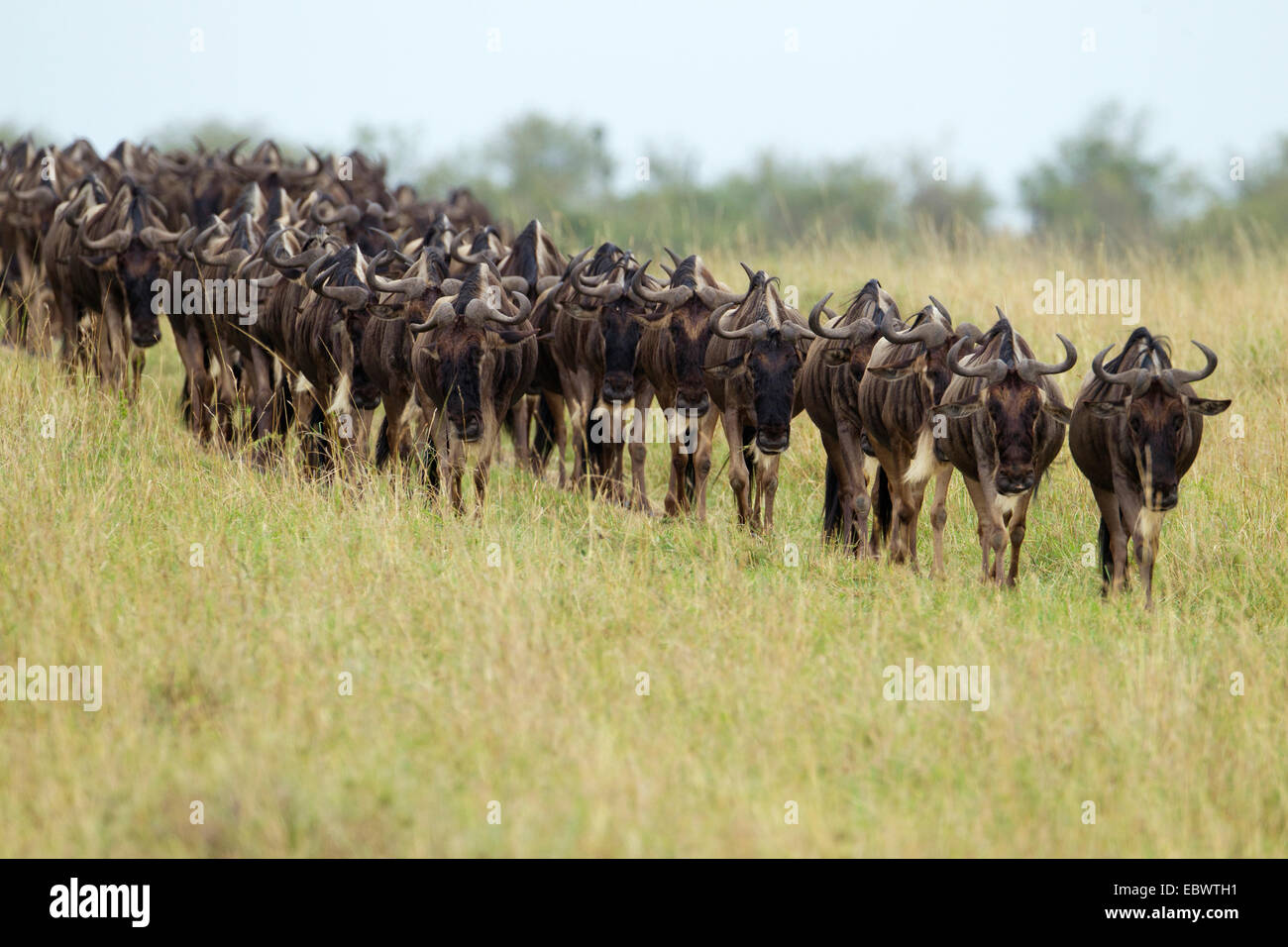 Wildebeest serengeti migration hi-res stock photography and images - Alamy