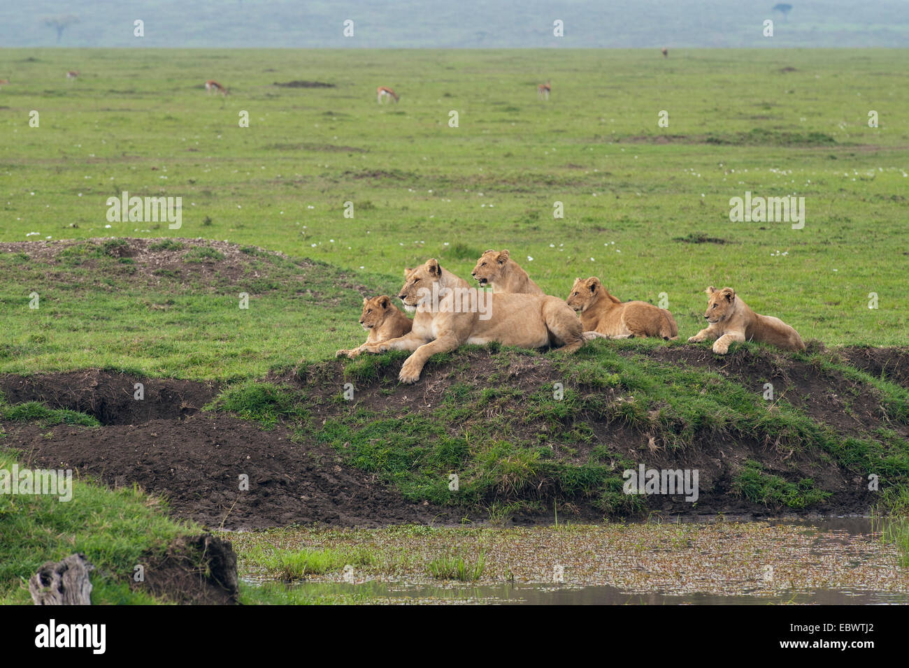 Lioness (Panthera Leo) with her four lion cubs at a waterhole, Massai ...