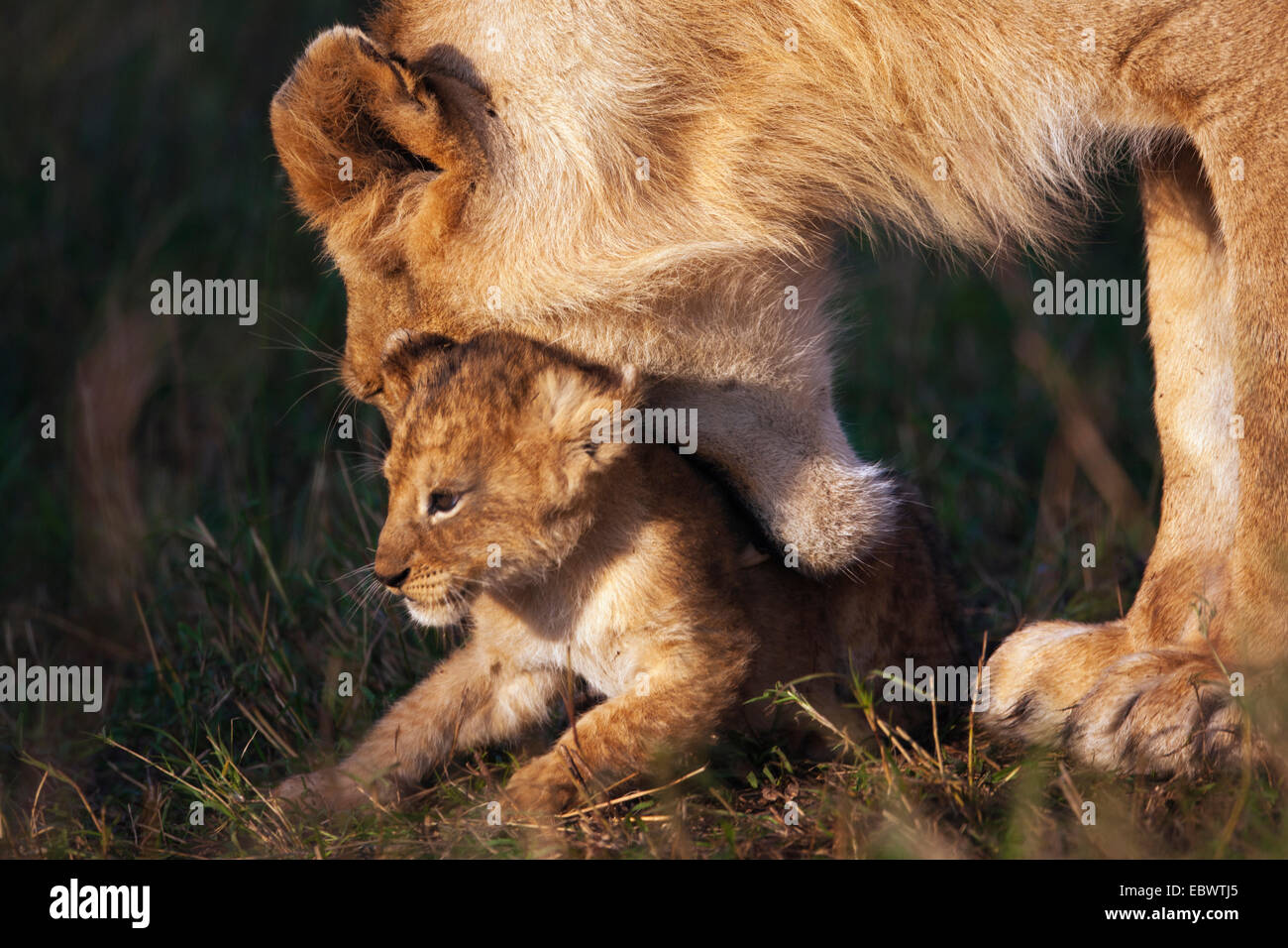 Lioness (Panthera leo) trying to pick up her lion cub in her mouth to ...