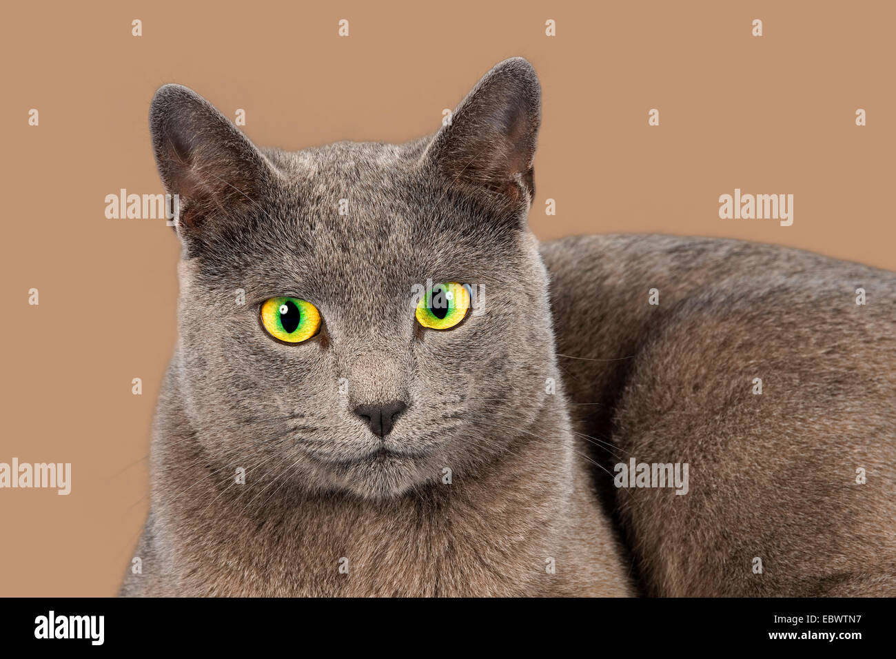 Russian Blue cat, portrait Stock Photo - Alamy