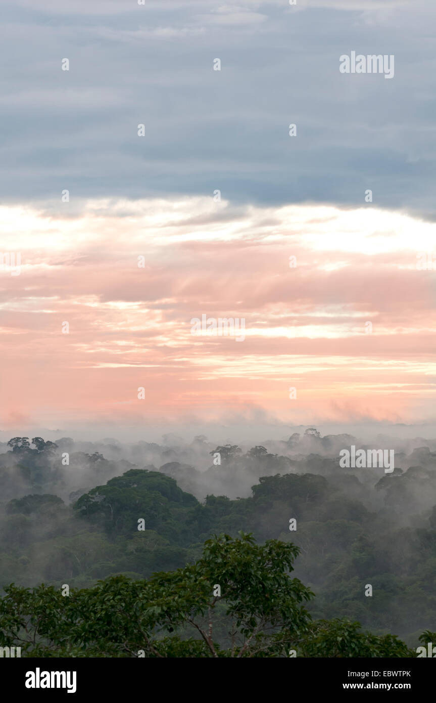 Mist over rainforest hi-res stock photography and images - Alamy