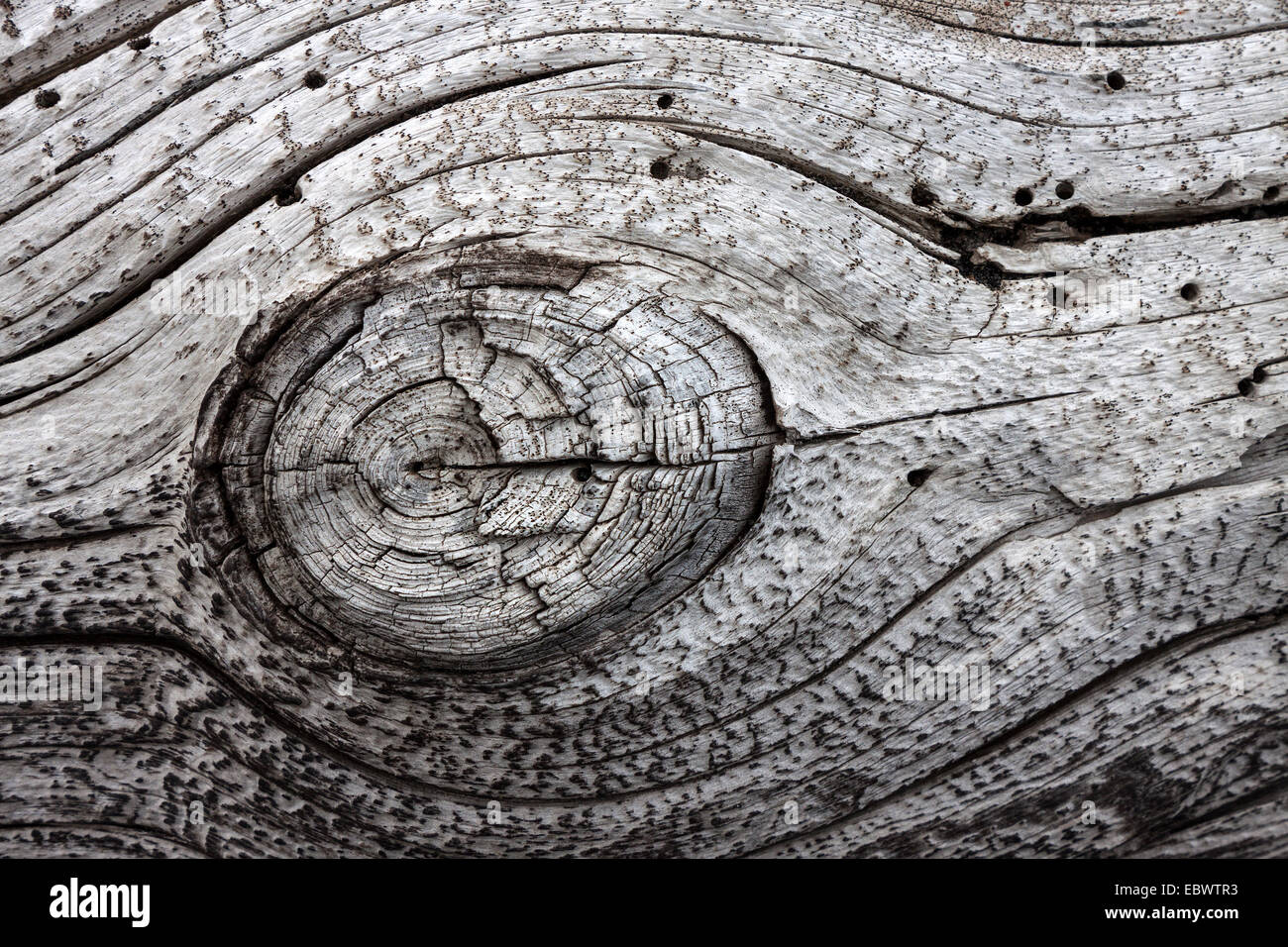 Old faded tree trunk, detail, Iceland Stock Photo - Alamy