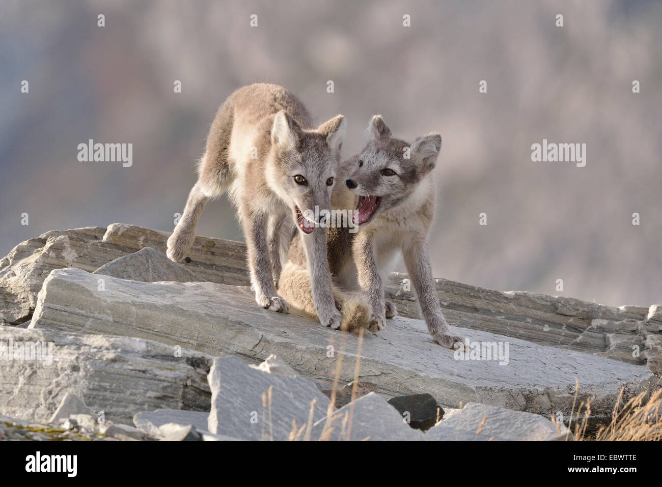Young Arctic foxes (Vulpes lagopus, syn. Alopex lagopus) playing ...