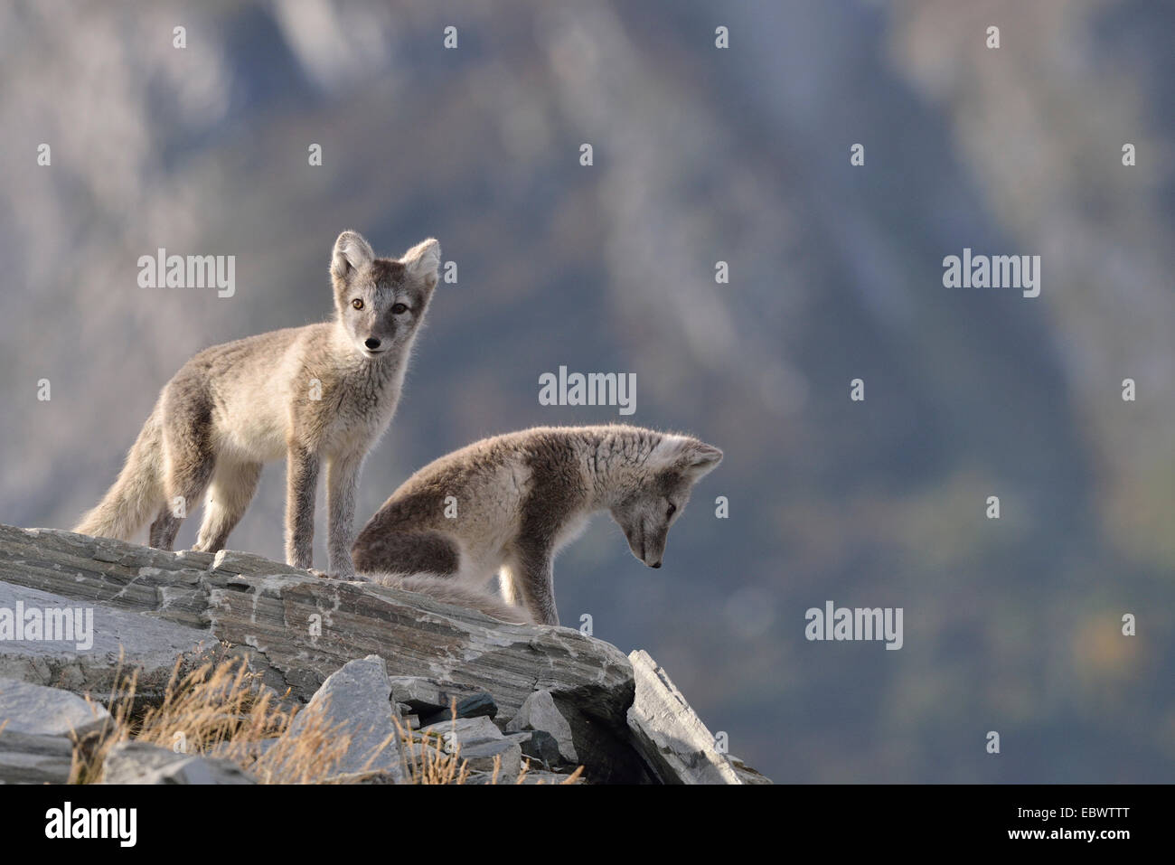 Young Arctic foxes (Vulpes lagopus, syn. Alopex lagopus) in Dovrefjell ...