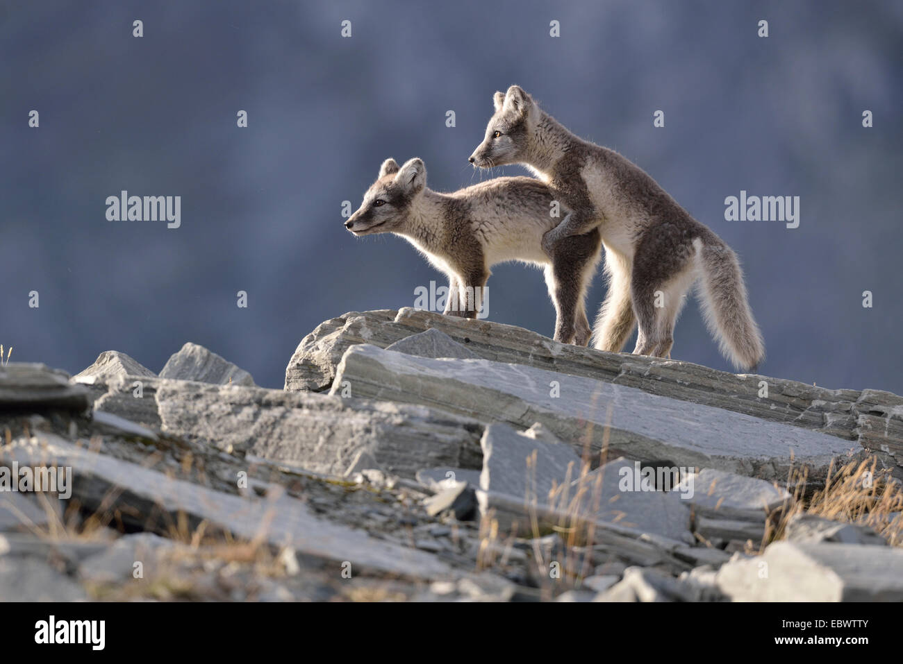 Young Arctic foxes (Vulpes lagopus, syn. Alopex lagopus) playing ...
