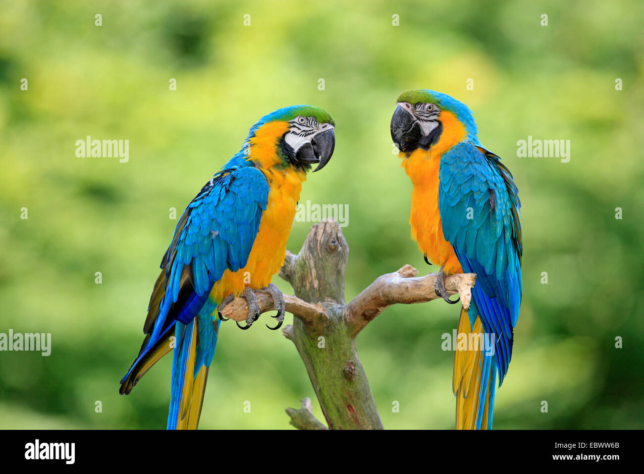 Two blue and yellow macaws hi-res stock photography and images - Alamy