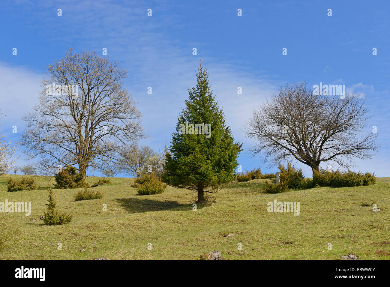 Wild cherry, Sweet cherry, gean, mazzard (Prunus avium), landscape with ...