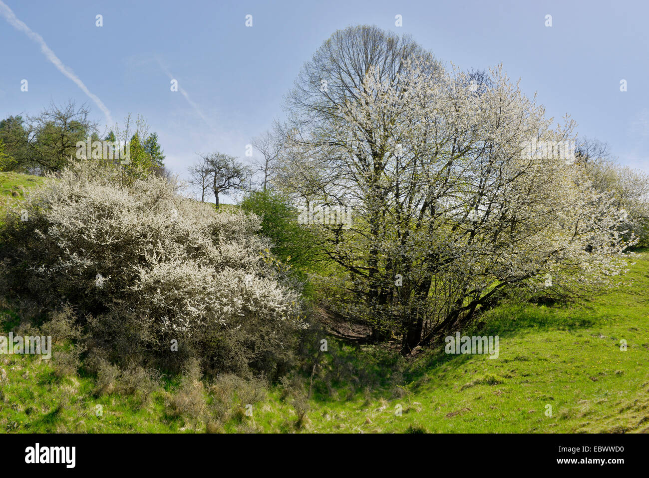 Wild cherry, Sweet cherry, gean, mazzard (Prunus avium), landscape with ...