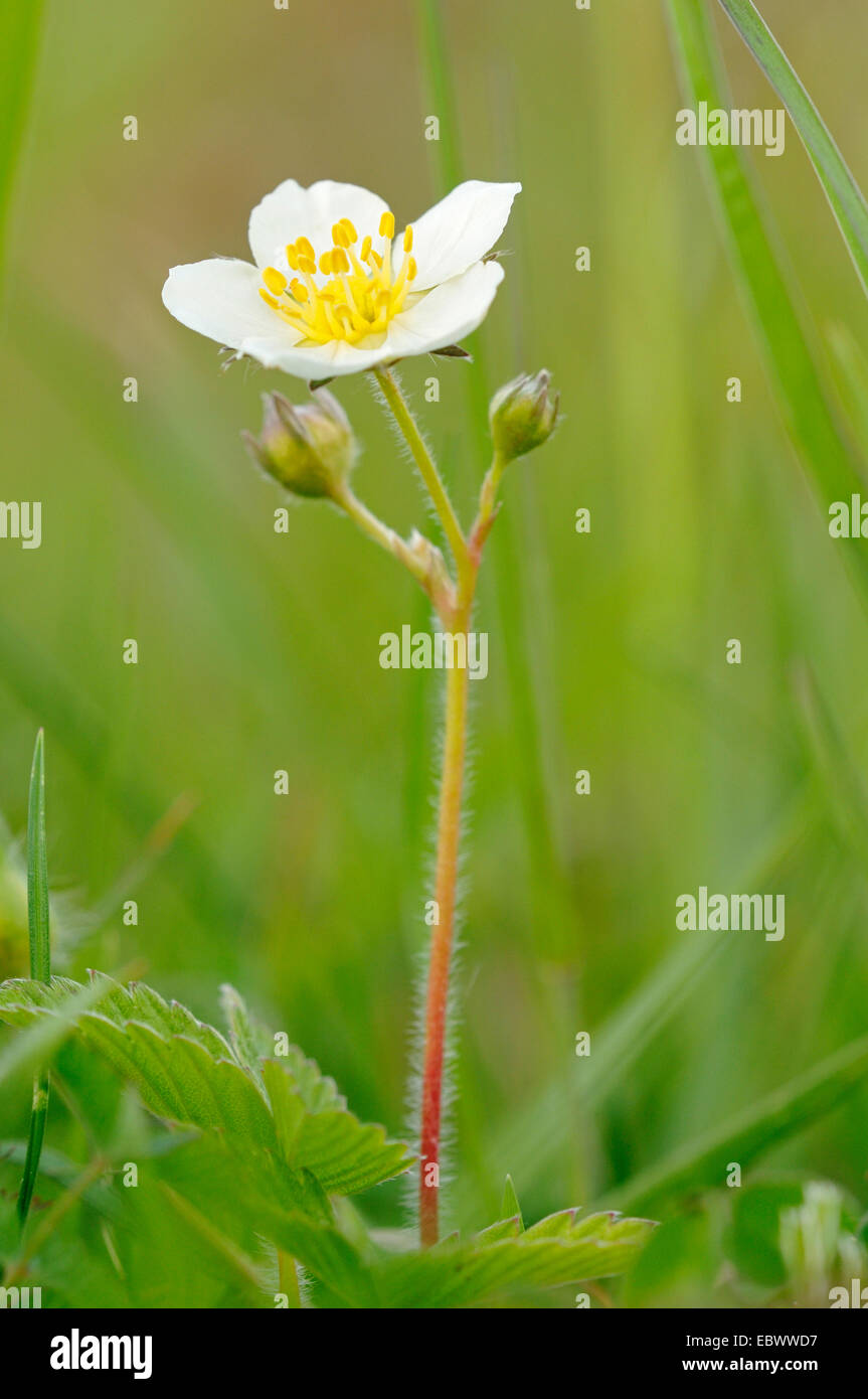 wild strawberry, woodland strawberry, woods strawberry (Fragaria vesca ...