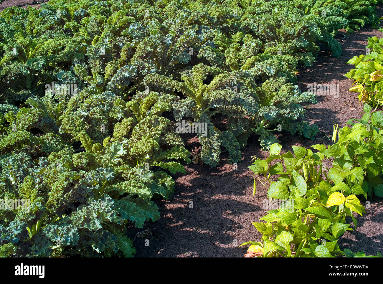 kale, borecole (Brassica oleracea var. sabellica, Brassica oleracea ...