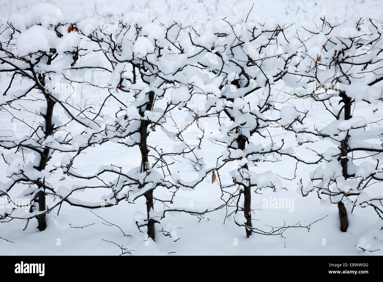 Hedges covered in snow hi-res stock photography and images - Alamy