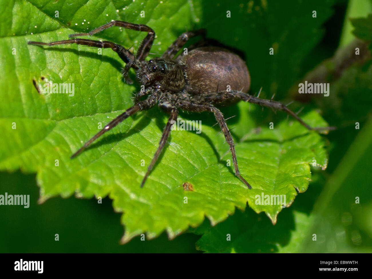 Wolf spider, Ground spider (Pardosa spec.), on a leaf, Germany, Bavaria ... Wolf spider, Ground spider (Pardosa spec.), on a leaf, Germany, Bavaria ...