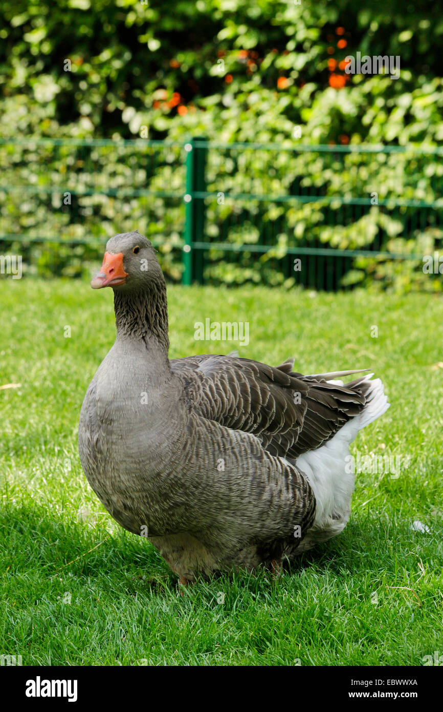 Pomeranian Goose, Ruegener Goose (Anser anser f. domestica), in a ...
