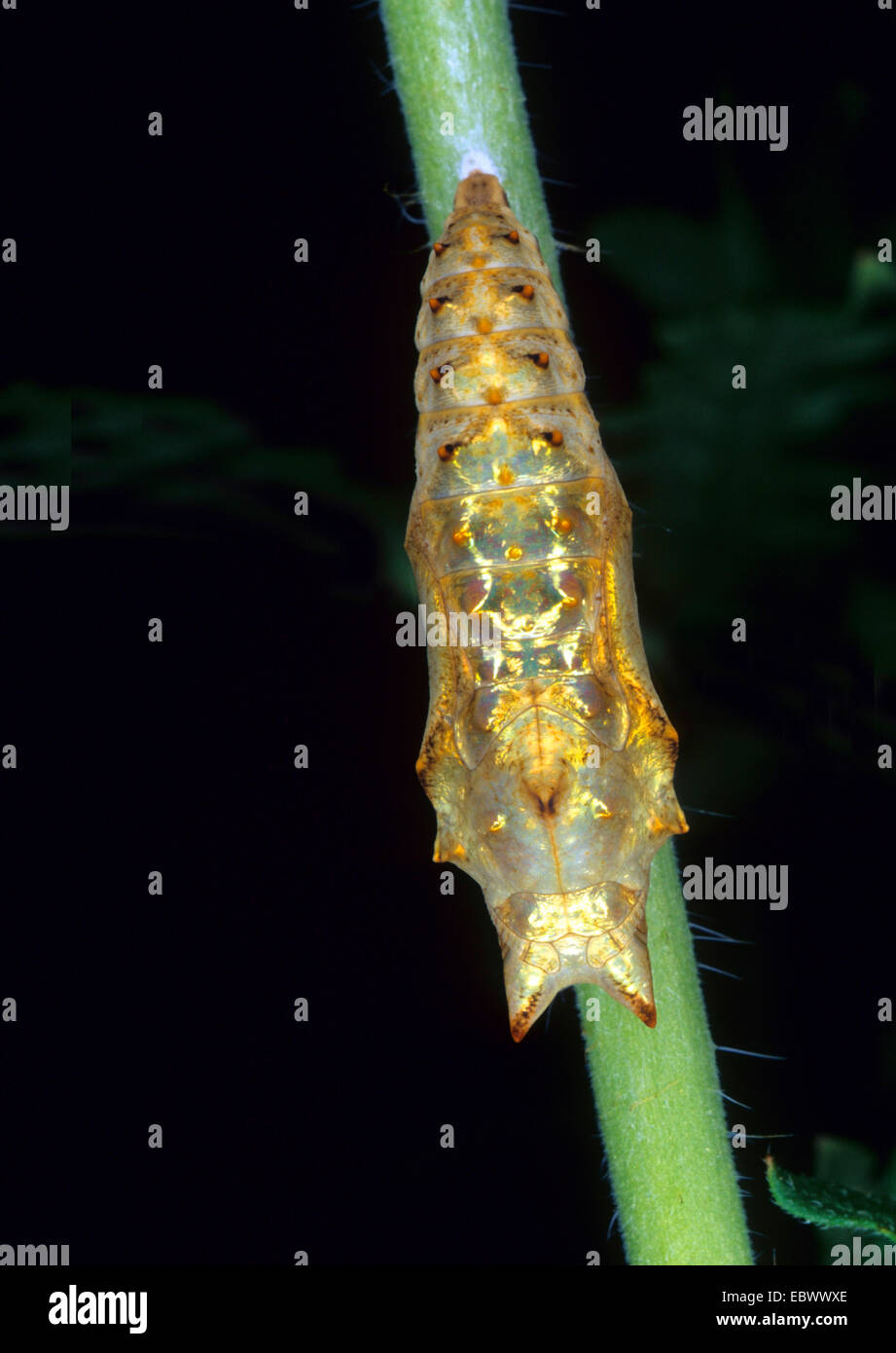 small tortoiseshell (Aglais urticae, Nymphalis urticae), pupa of the ...