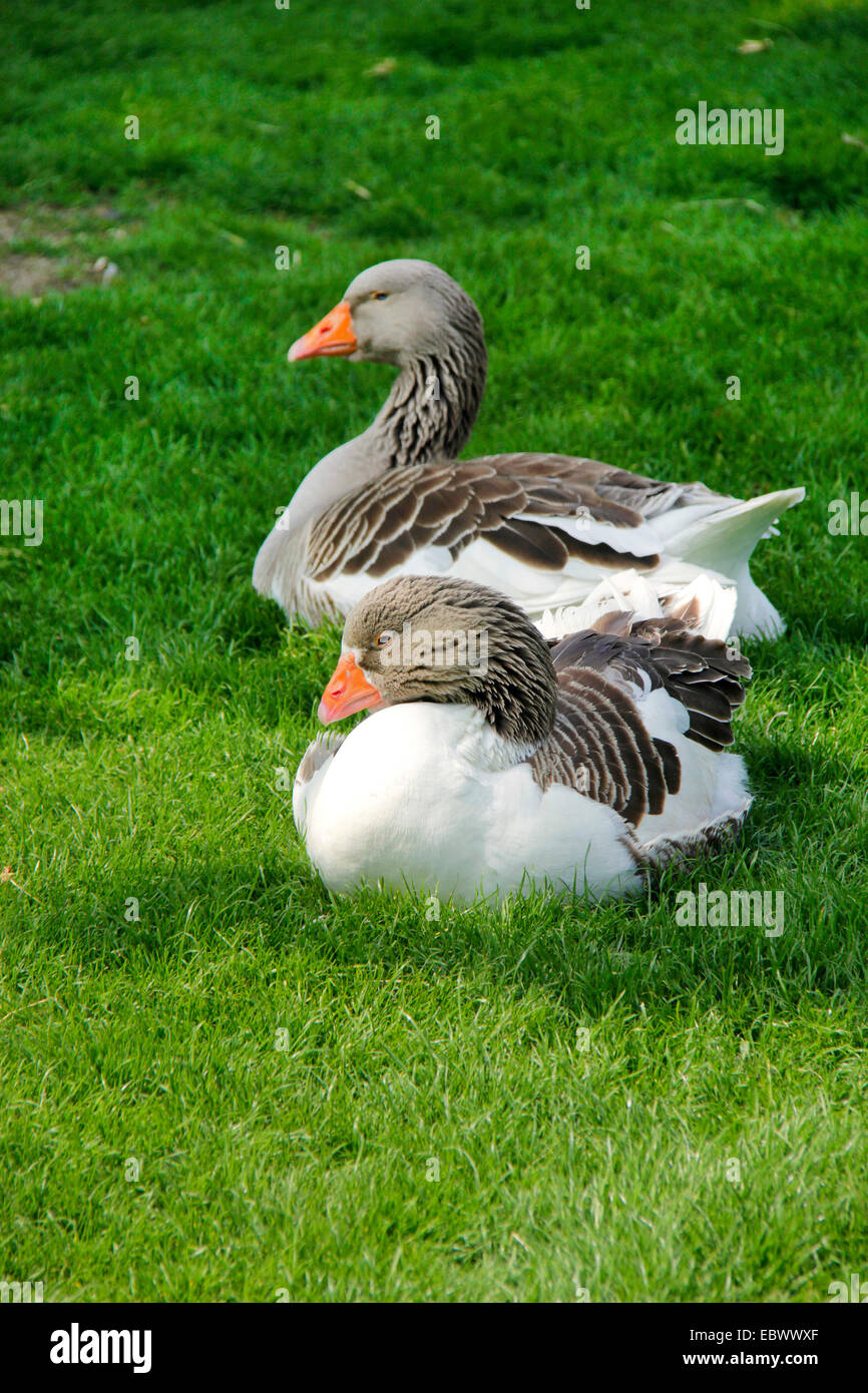 Adult pomeranian hi-res stock photography and images - Alamy