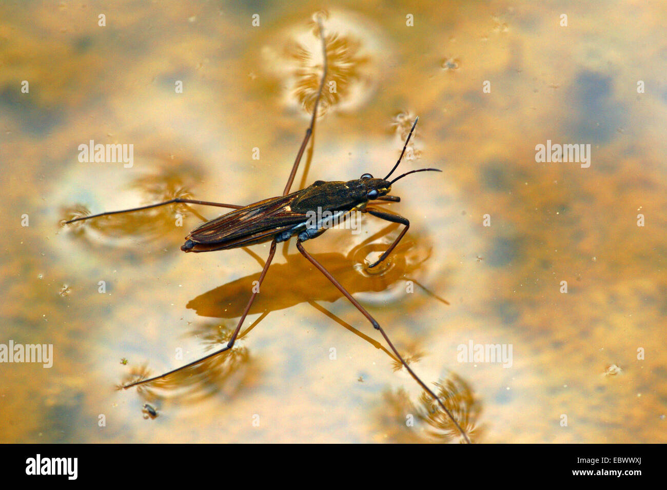 pond skater, water strider, pond skipper (Gerris spec.), on water ...