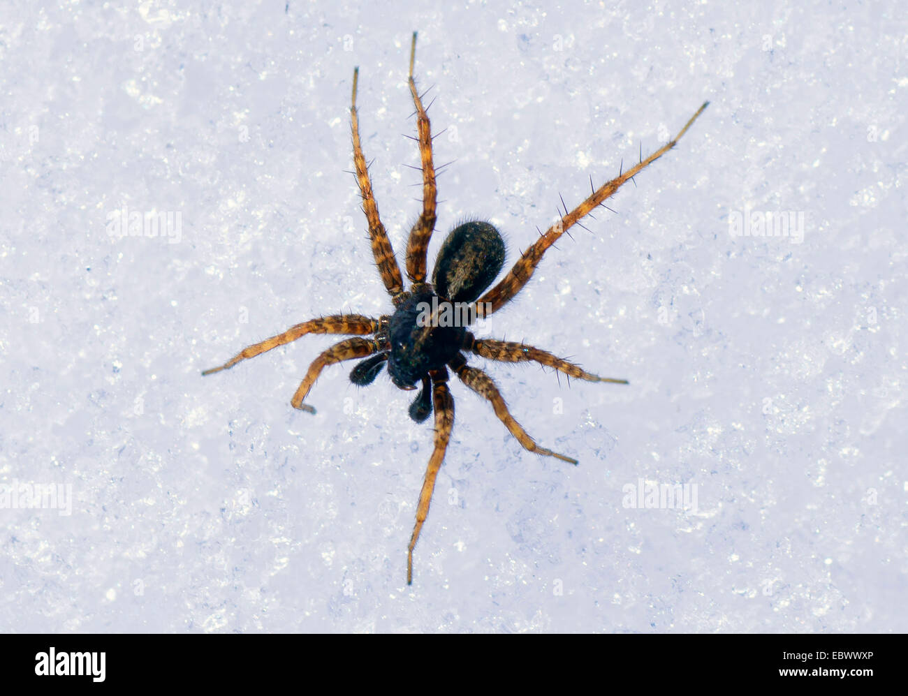 thin-legged wolf spiders (Pardosa spec.), on snow, Germany, Bavaria ...