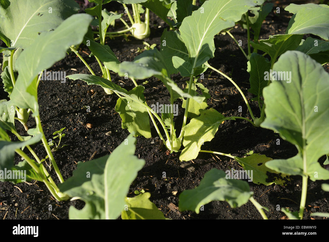 Kohl rabi (Brassica oleracea convar. acepala var. gongylodes, Brassica ...