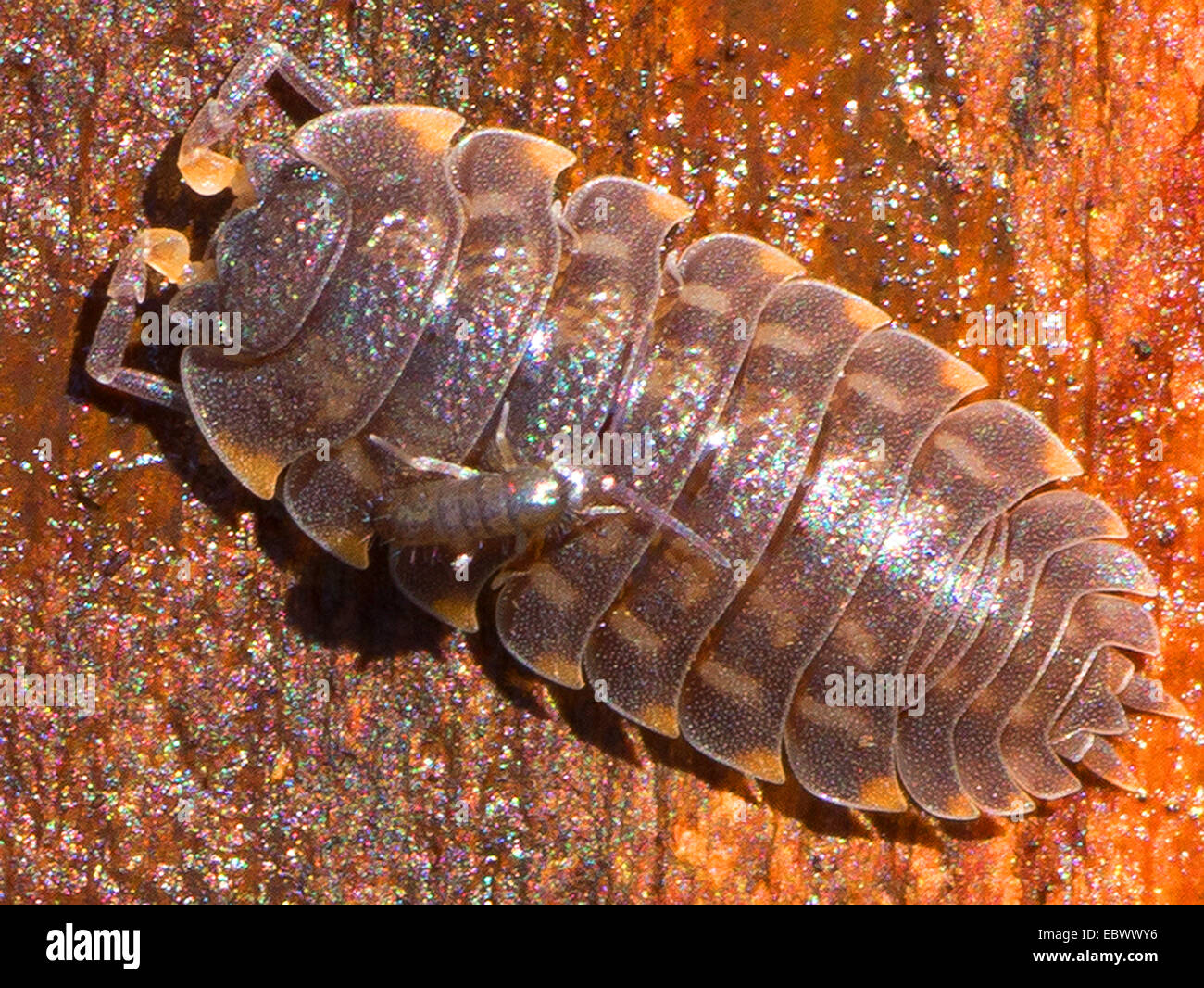 Trachelipus hi-res stock photography and images - Alamy