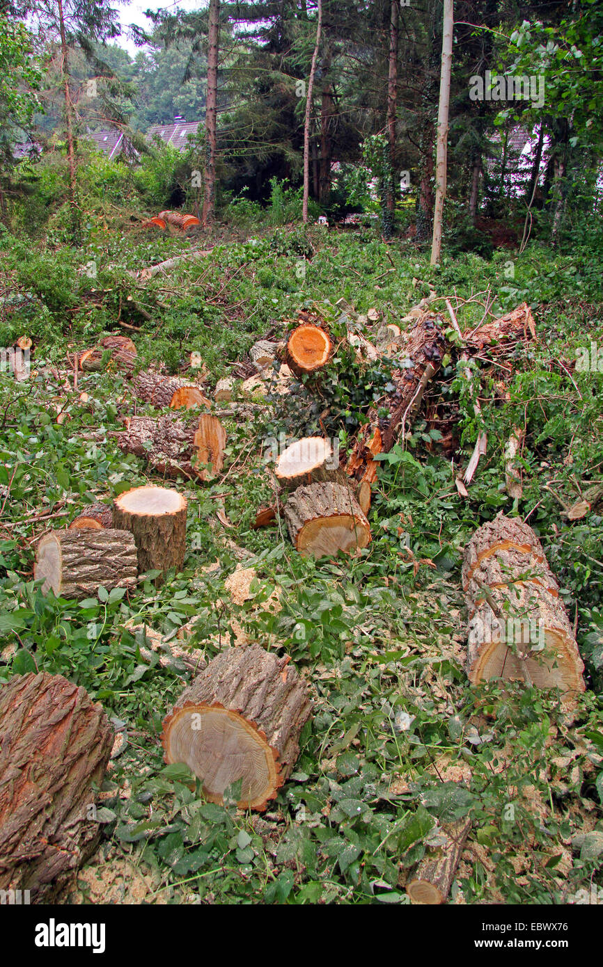 copped down and cut up log, Germany Stock Photo - Alamy