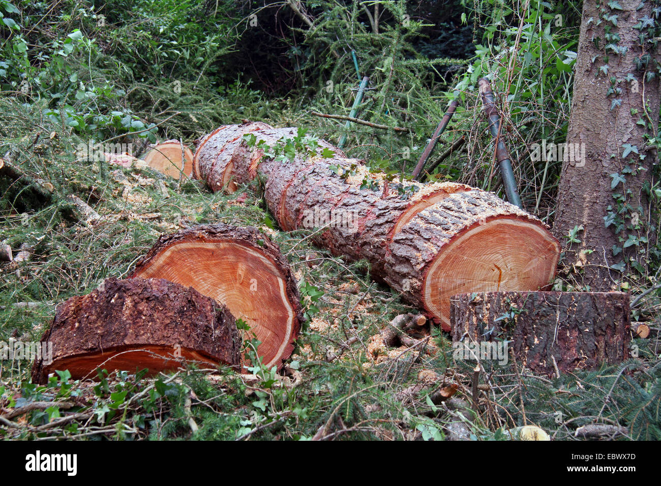 Cutting down conifer hi-res stock photography and images - Alamy