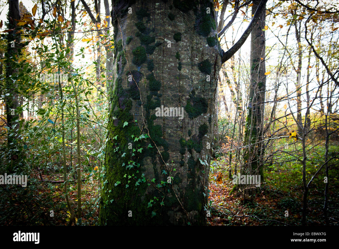 Closeup of tree trunk with forest in background Stock Photo - Alamy