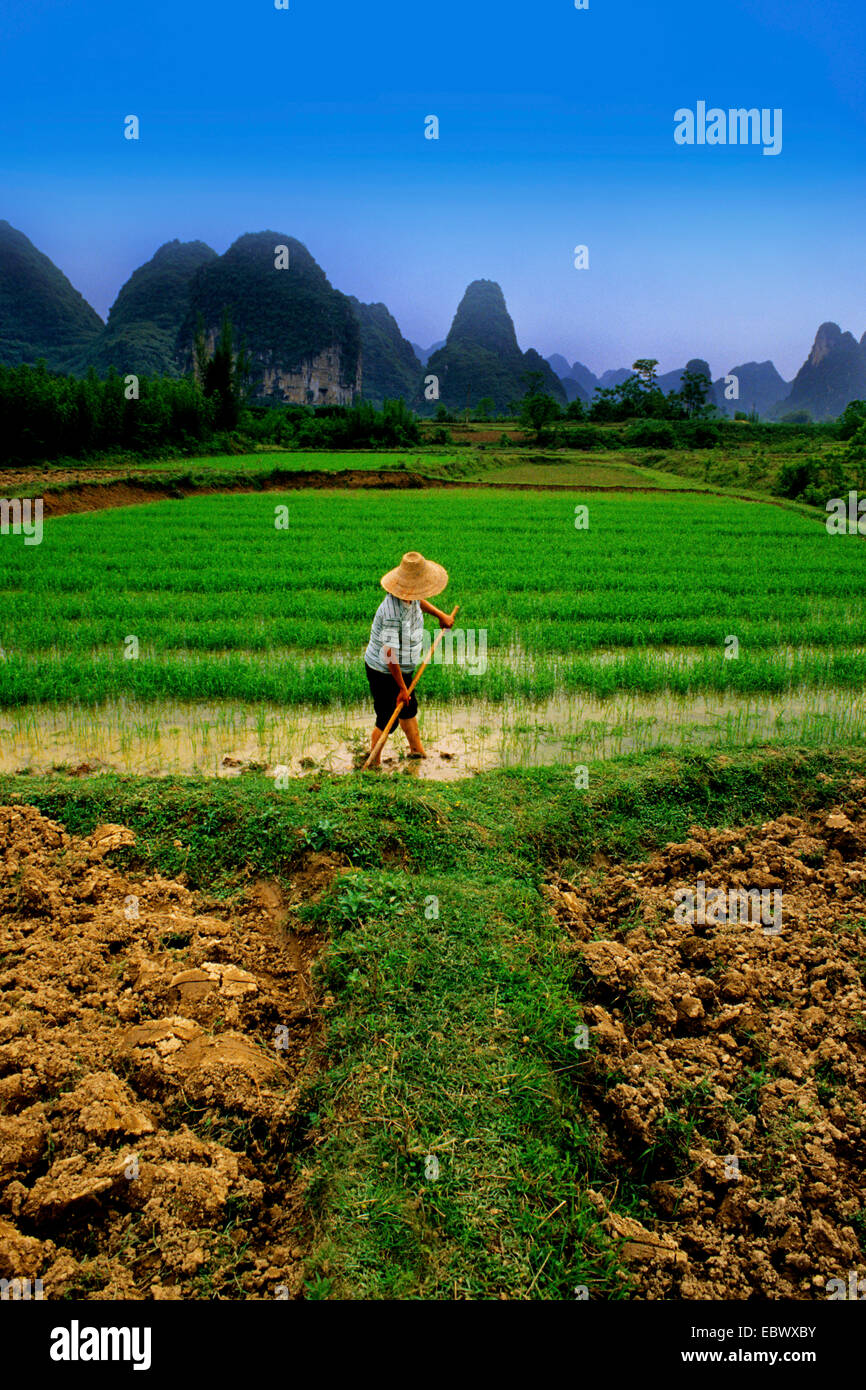 China Rice Paddy Workers Stock Photos & China Rice Paddy Workers Stock ...