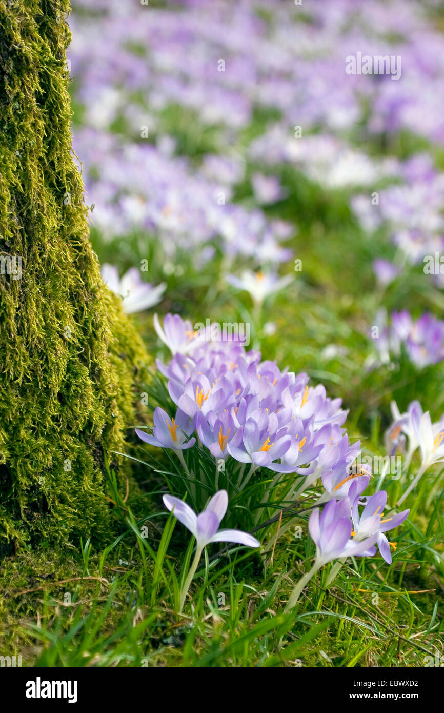 Tree bulbous trunk hi-res stock photography and images - Alamy
