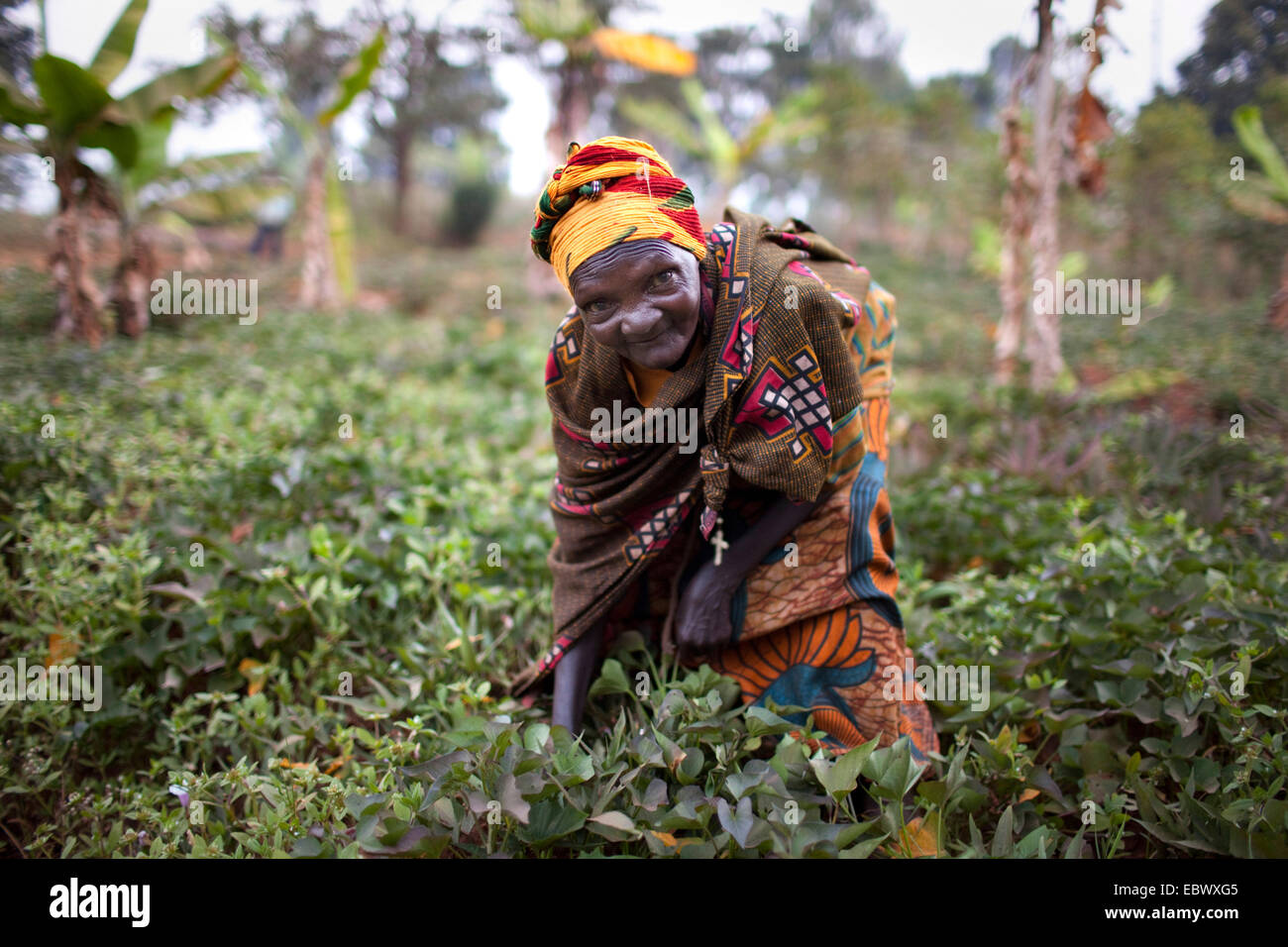 African women working in fields hi-res stock photography and images - Alamy
