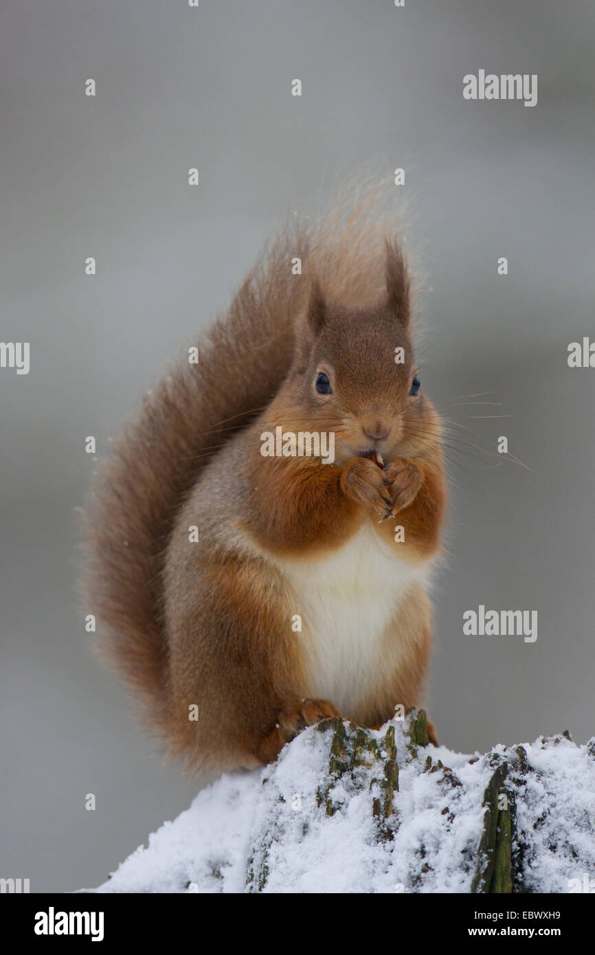 Red squirrel snow nose hi-res stock photography and images - Alamy