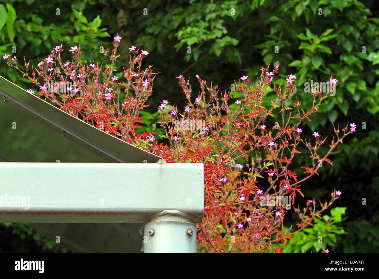 Robert weed hi-res stock photography and images - Alamy