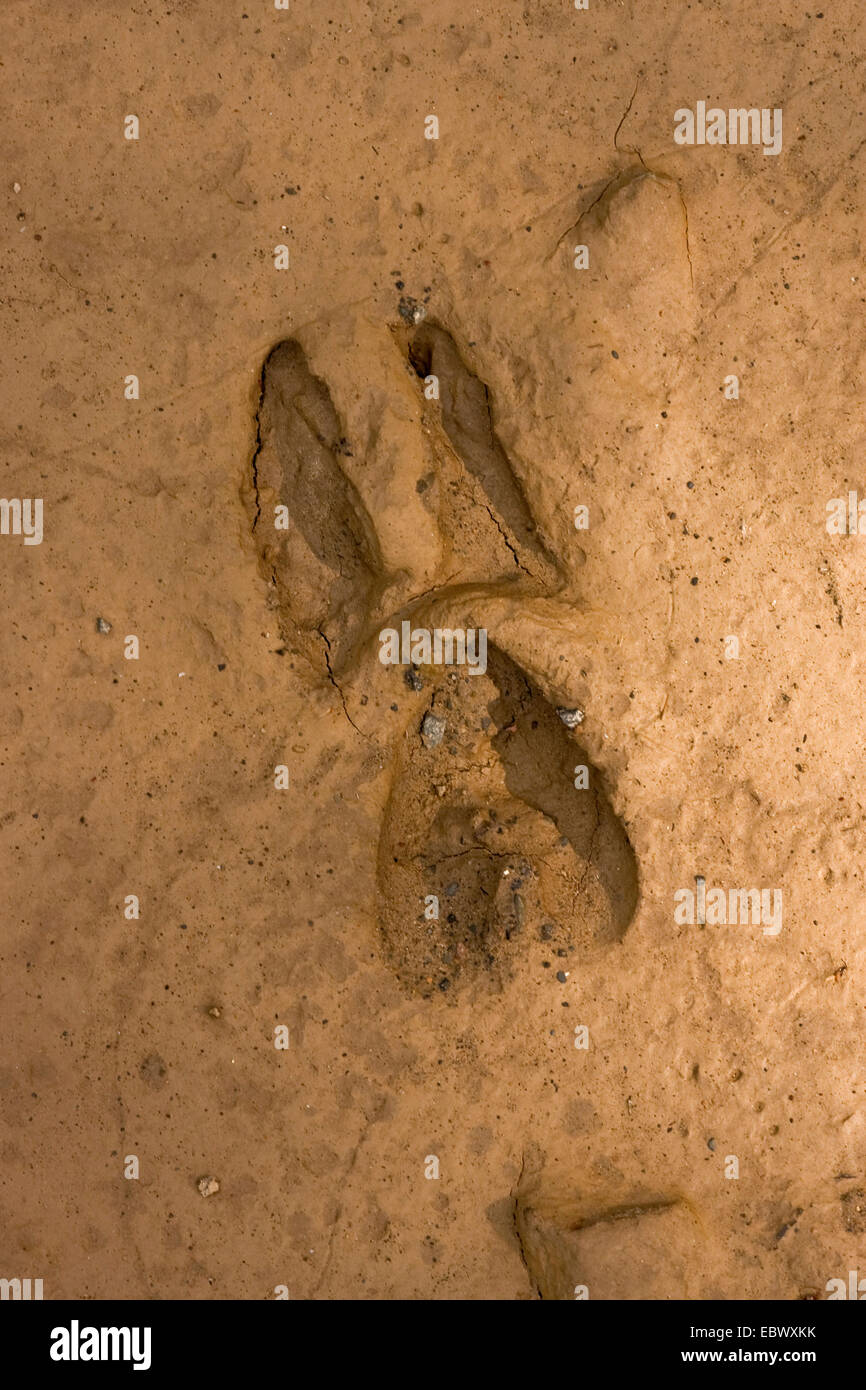 Roe deer tracks hi-res stock photography and images - Alamy