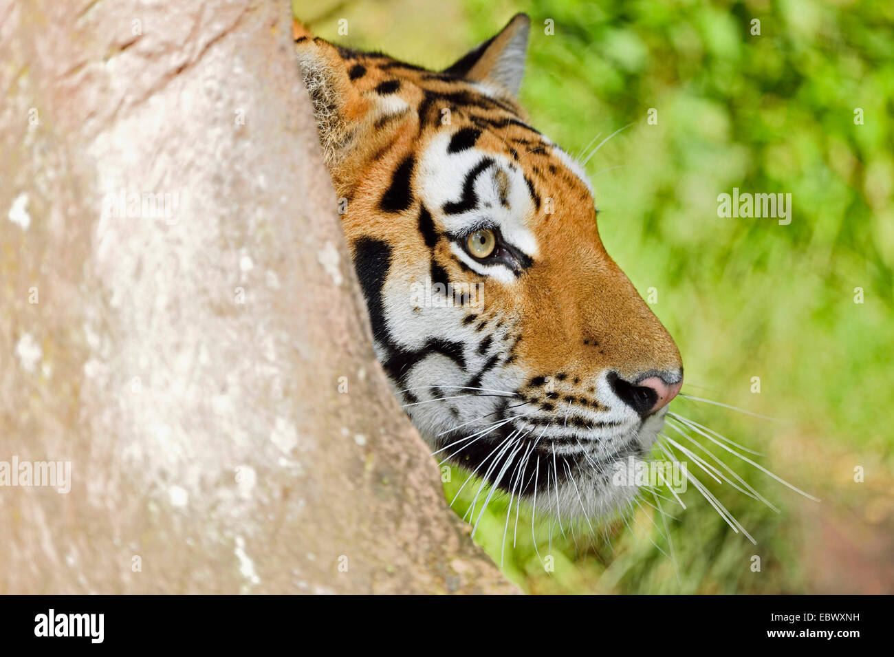 Tiger behind a tree hi-res stock photography and images - Alamy