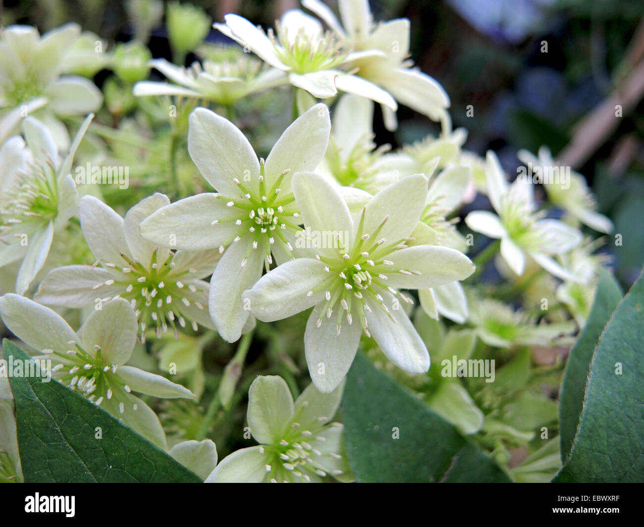 clematis, virgins-bower (Clematis 'Pixie', Clematis Pixie), flowers of ...