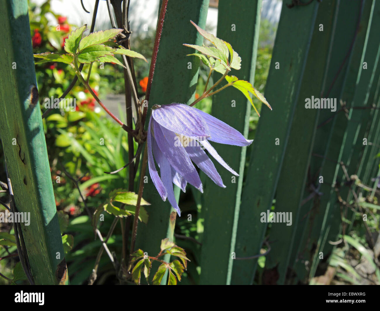 Alpine clematis (Clematis alpina), at a fence Stock Photo - Alamy