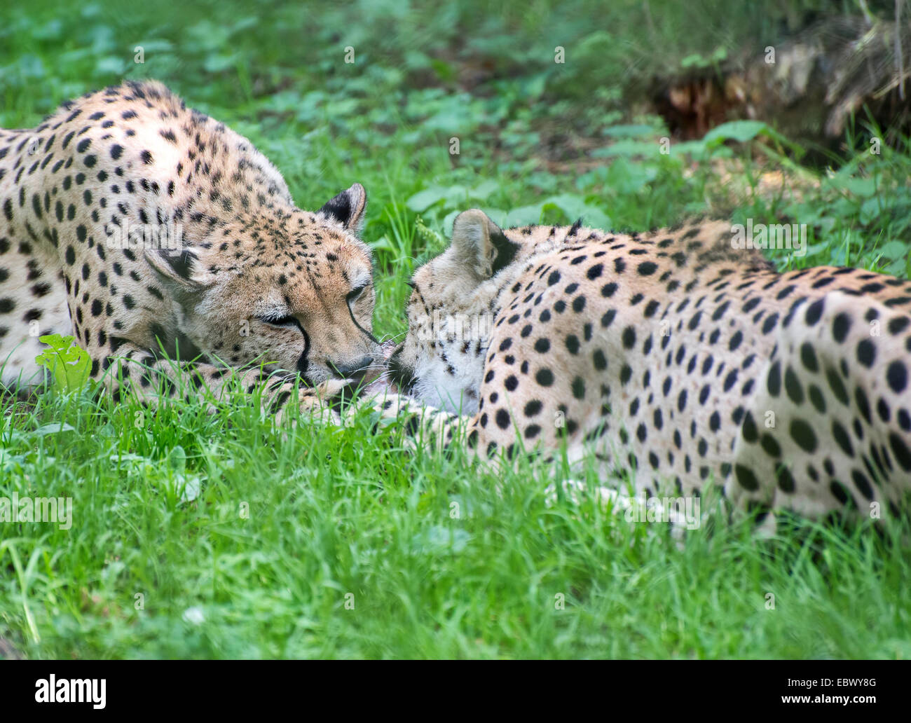 Cheetah fighting hi-res stock photography and images - Alamy
