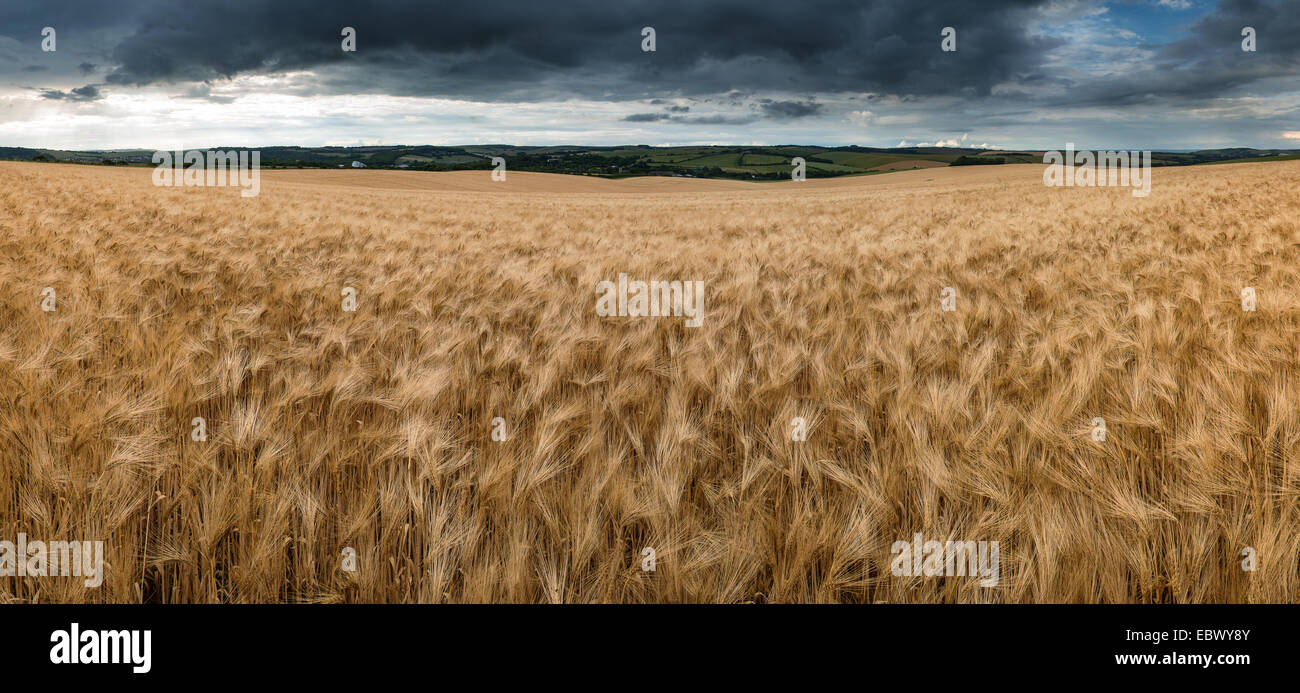 Stunning countryside landscape wheat field in Summer sunset Stock Photo ...