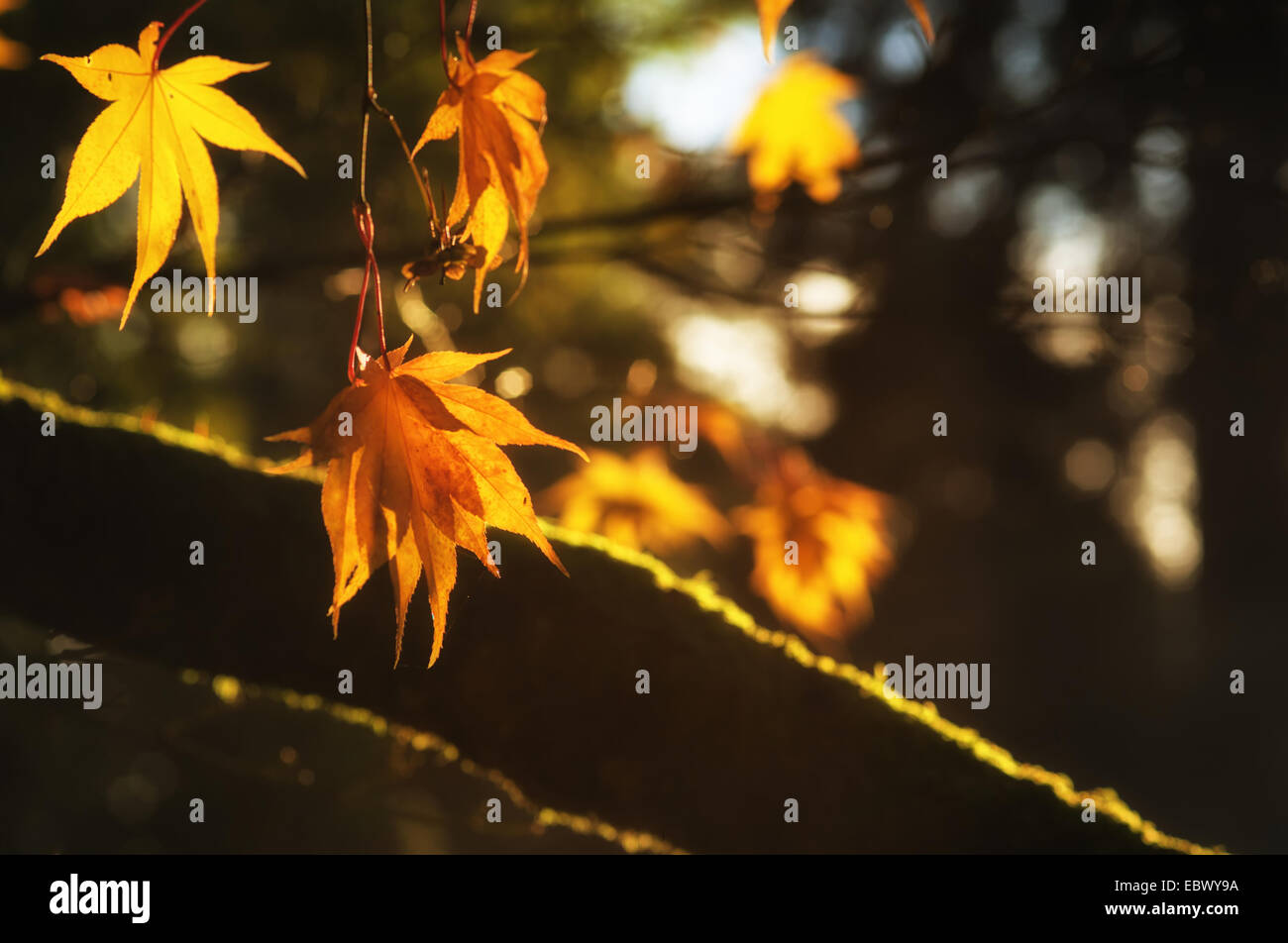 Beautiful golden Autumn leaves with bright backlighting from sunrise ...